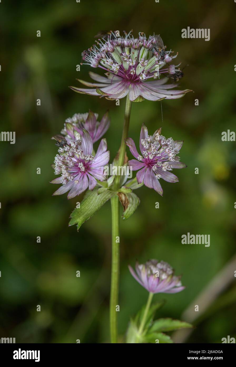 Great masterwort, Astrantia major, in flower in alpine grassland Stock ...