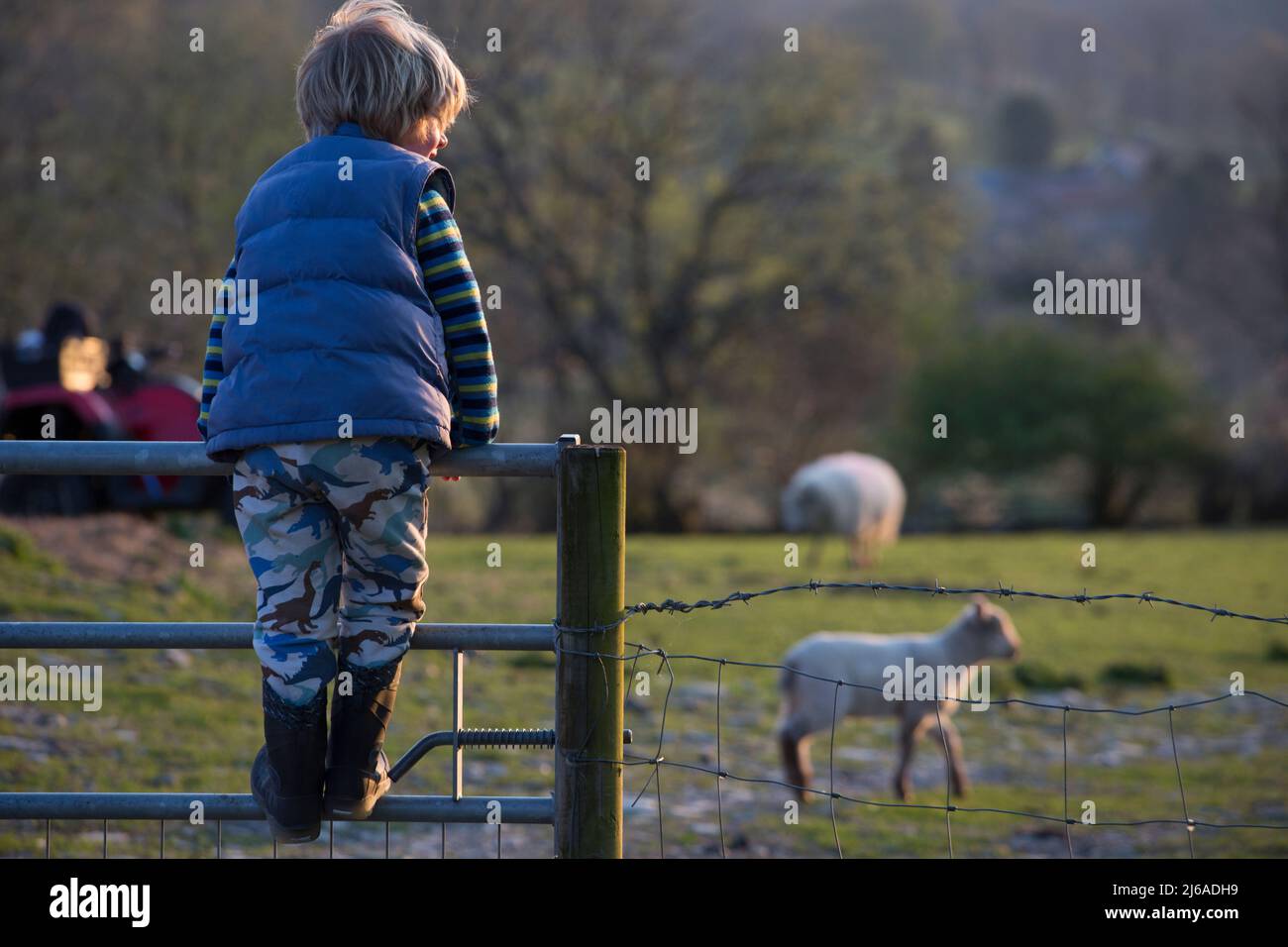 Siblings watching sheep, from a farm gate Stock Photo - Alamy