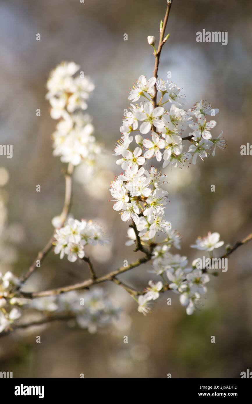 Blackthorn in blossom (prunus spinosa Stock Photo - Alamy