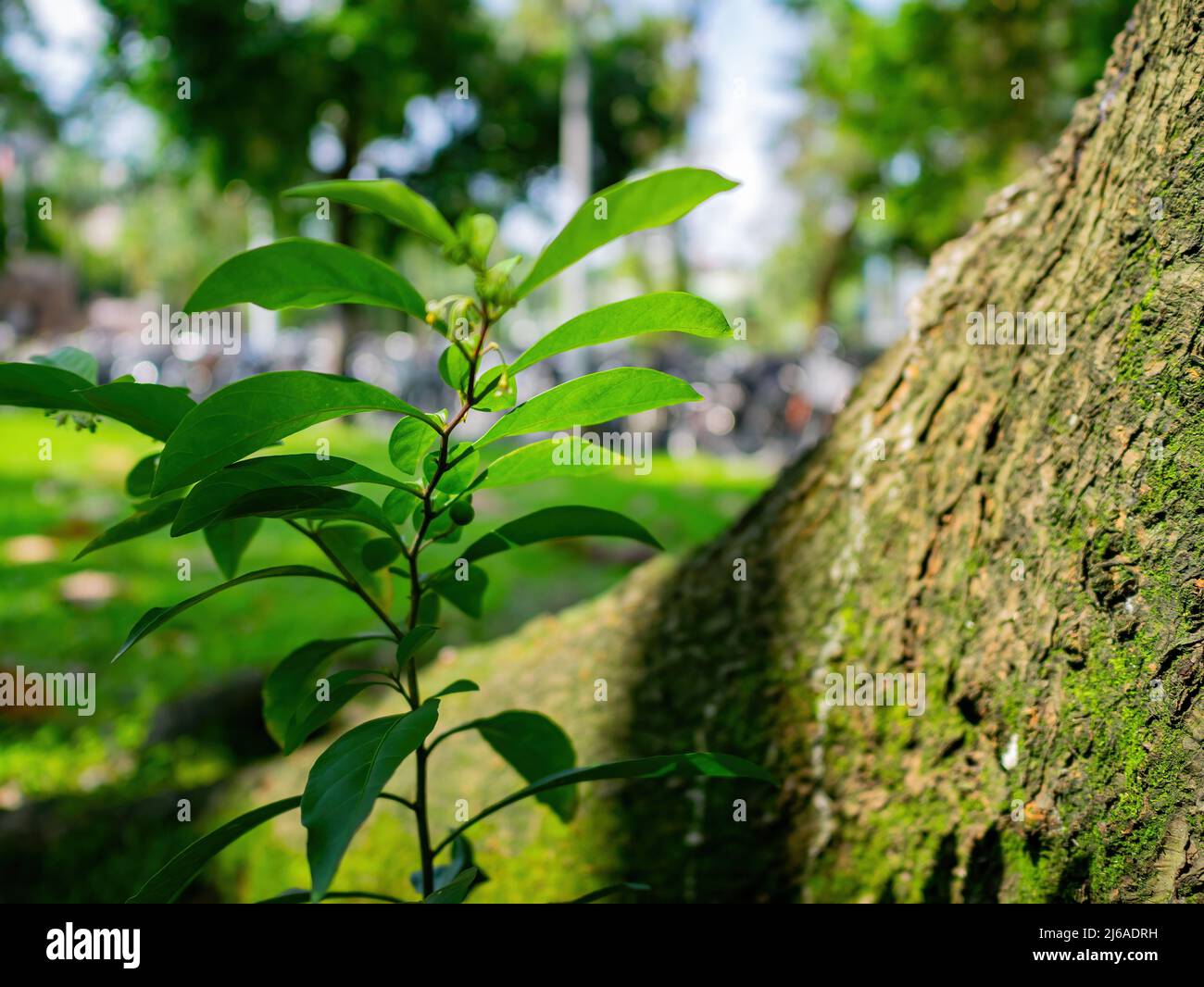 Sunny view of the NTU campus at Taipei, Taiwan Stock Photo - Alamy