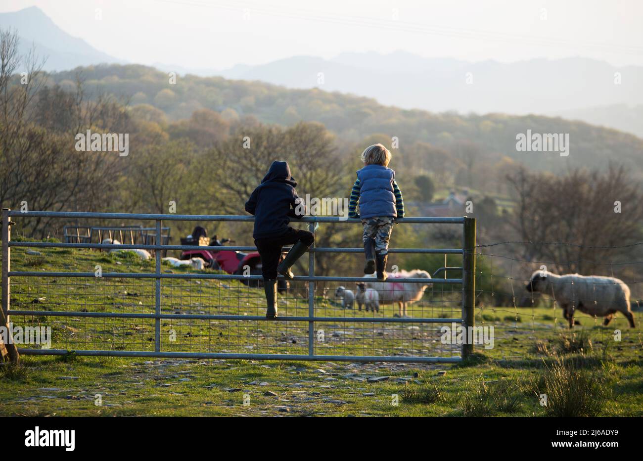 Siblings watching sheep, from a farm gate Stock Photo - Alamy