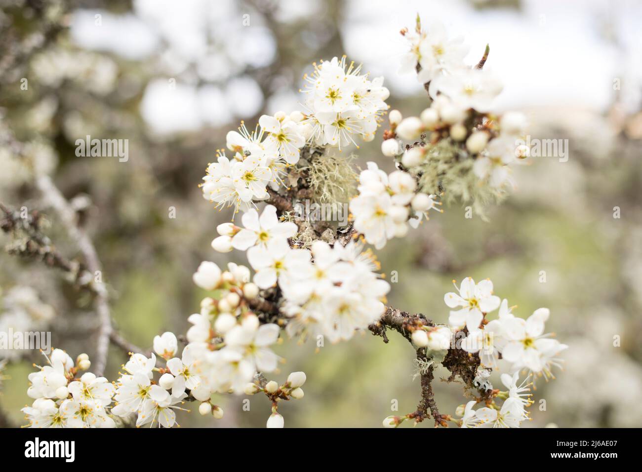 Blackthorn in blossom (prunus spinosa Stock Photo - Alamy