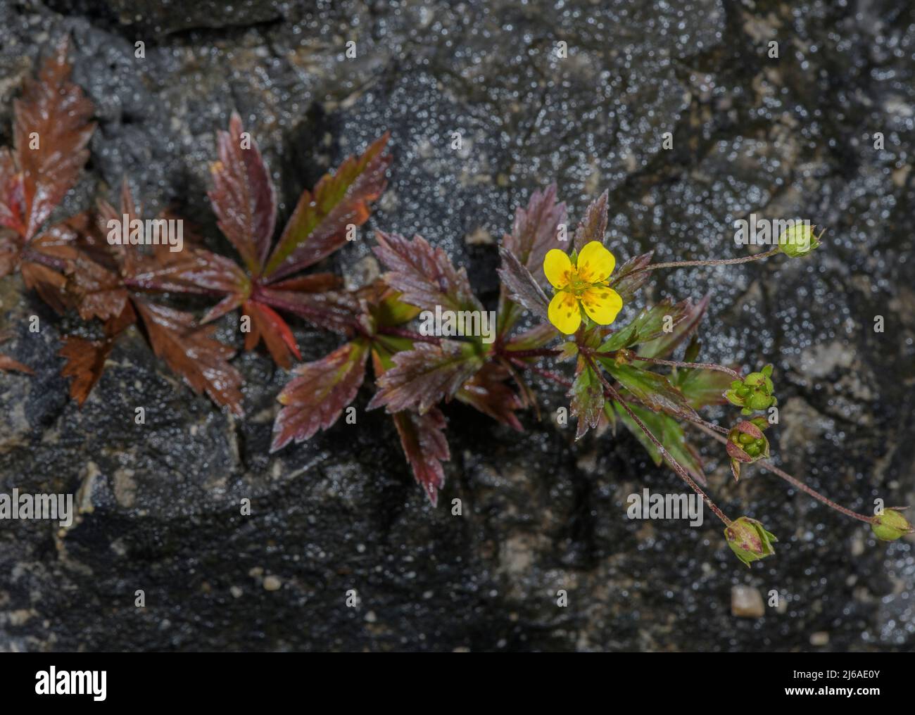 Tormentil, Potentilla erecta in flower Stock Photo - Alamy