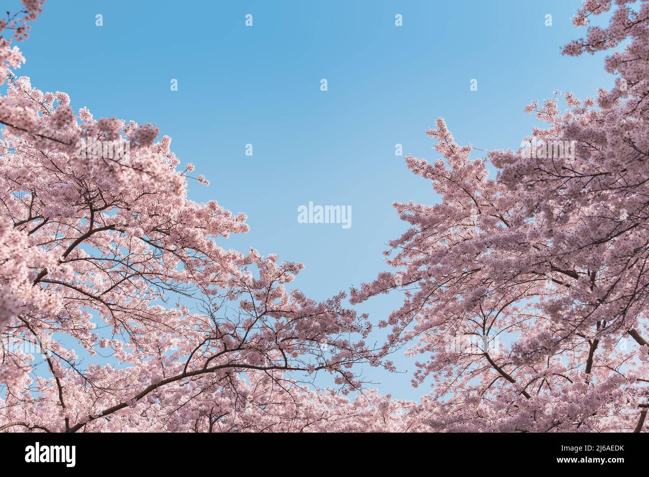 Sakura banner hi-res stock photography and images - Alamy