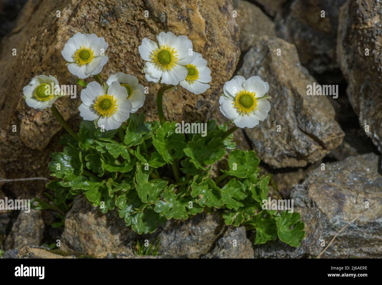 Alpine buttercup ranunculus alpestris hi-res stock photography and ...