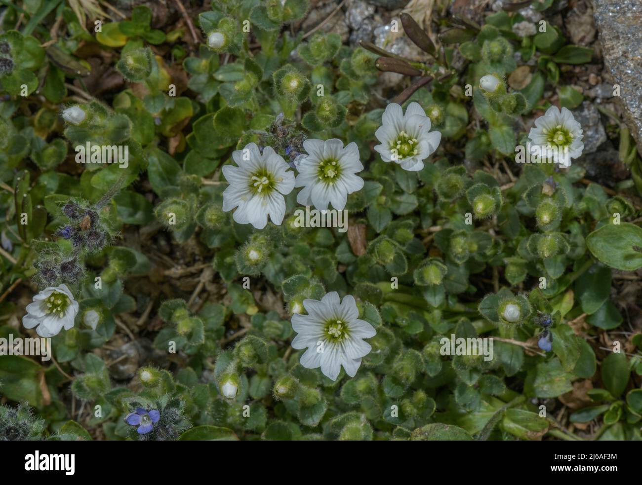 One-flowered Mouse-Ear, Cerastium uniflorum in flower at high altitude ...