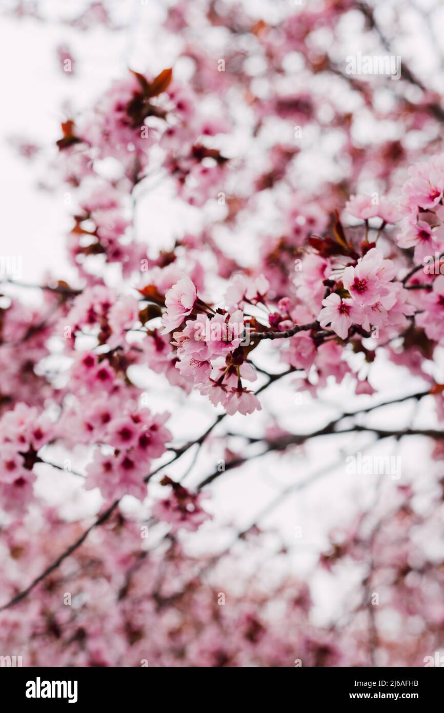 Branches with blooming pink cherries against the sky Stock Photo - Alamy