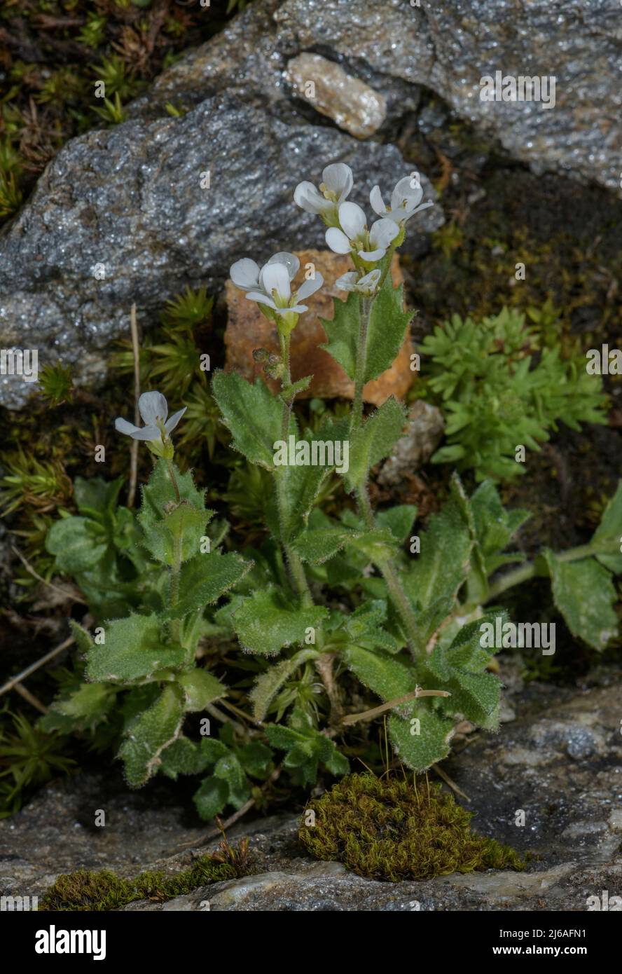 Arabis alpina hi-res stock photography and images - Alamy