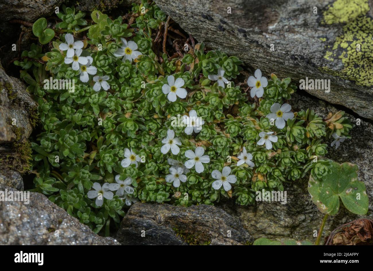 Alpine Androsace, Androsace alpina, - white form. Austrian Alps Stock ...