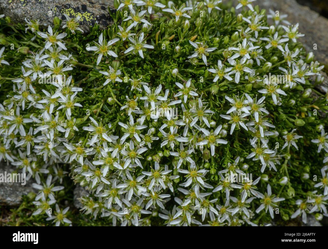 Austrian Sandwort, Minuartia austriaca clump in flower, high in the ...
