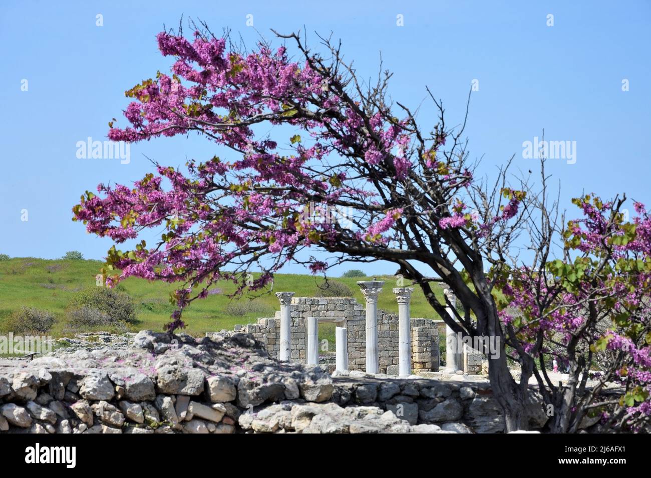 Ruins of Tauric Chersonese in Sevastopol, Crimea Stock Photo - Alamy