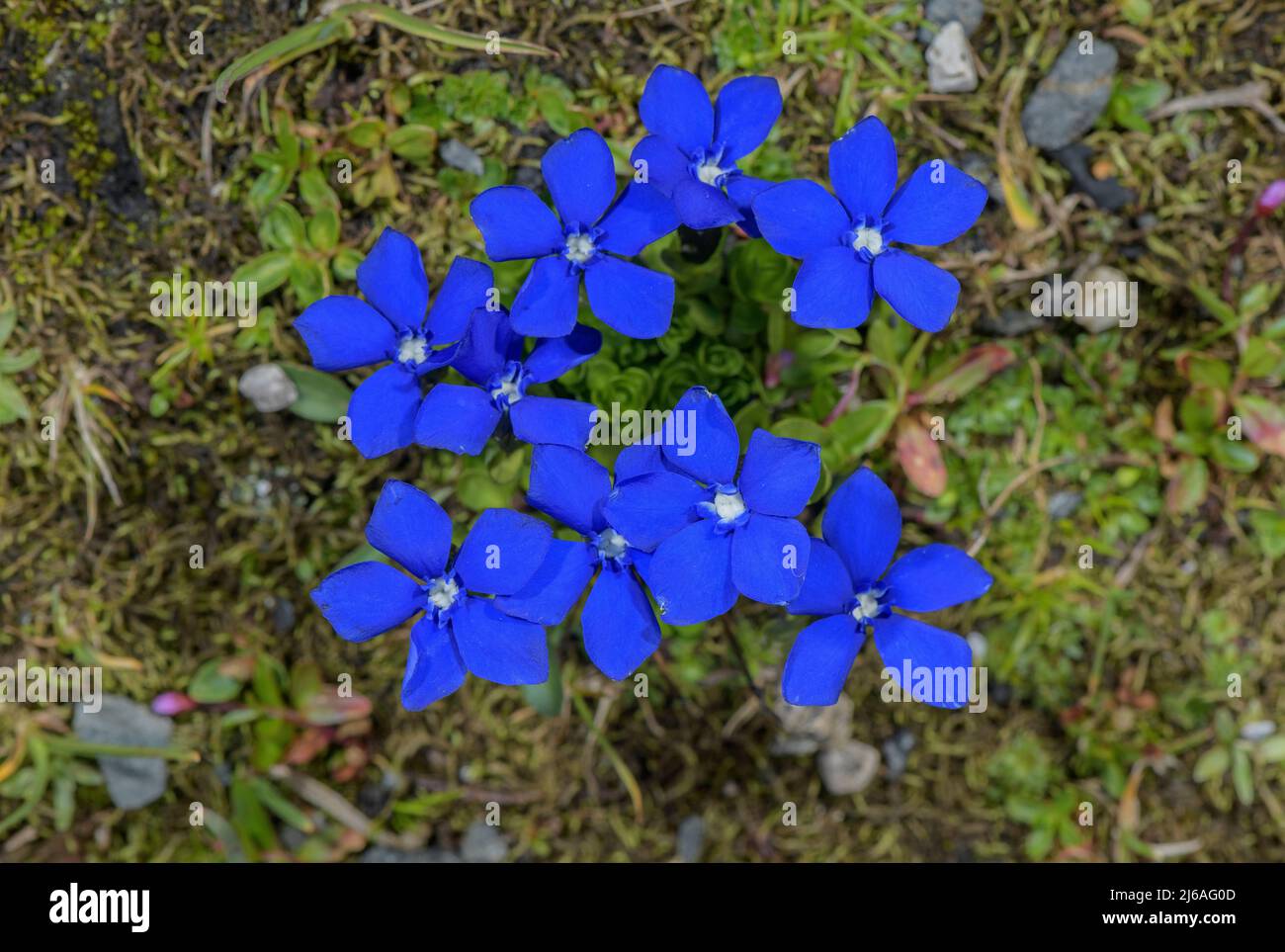 Bavarian Gentian, Gentiana bavarica, in flower in damp grassland ...