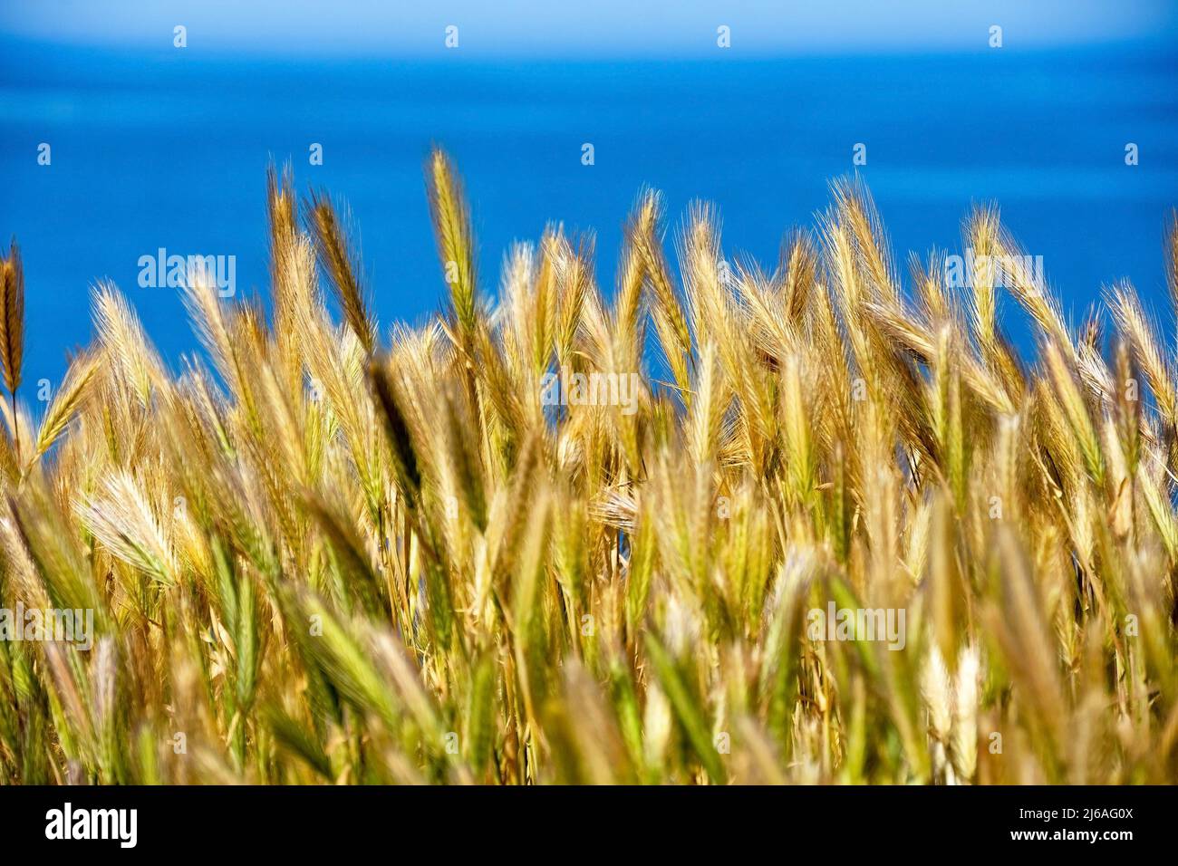 Wheat russia landscape hi-res stock photography and images - Alamy