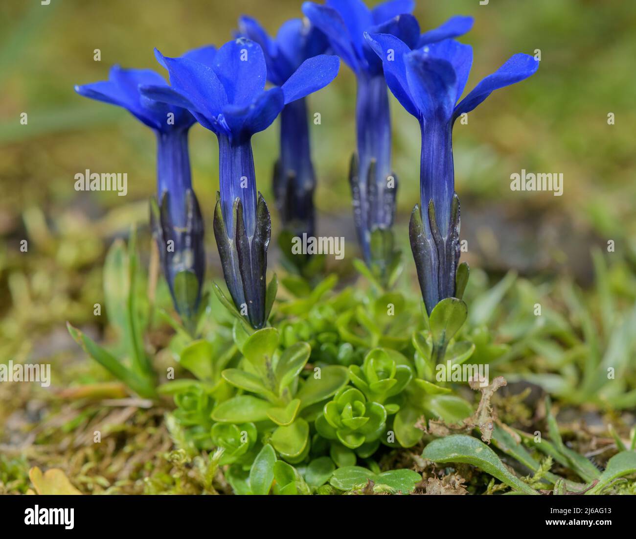 Bavarian Gentian, Gentiana bavarica, in flower in damp grassland ...