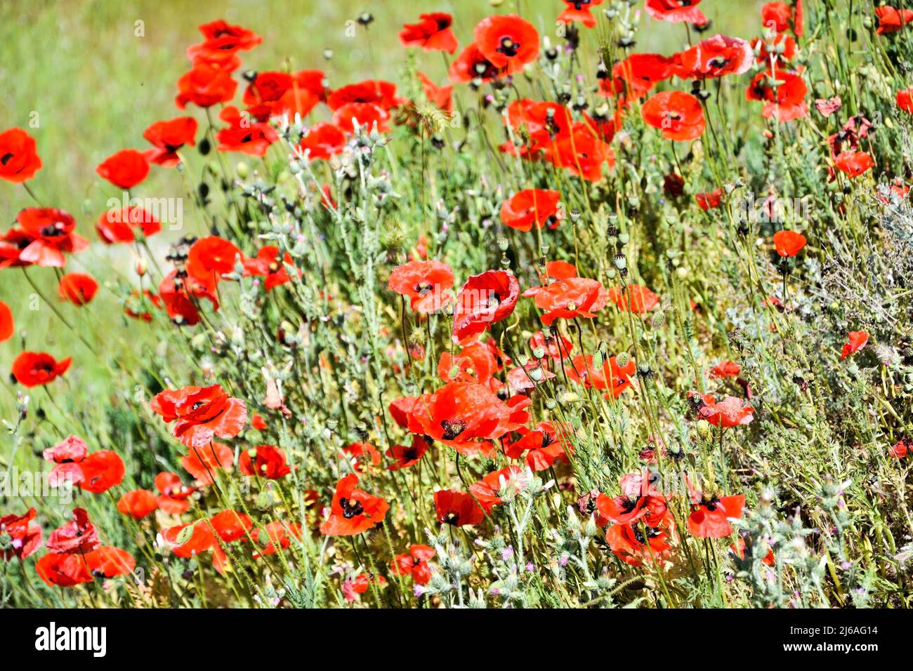 Poppy fields on the Black Sea shore Stock Photo - Alamy