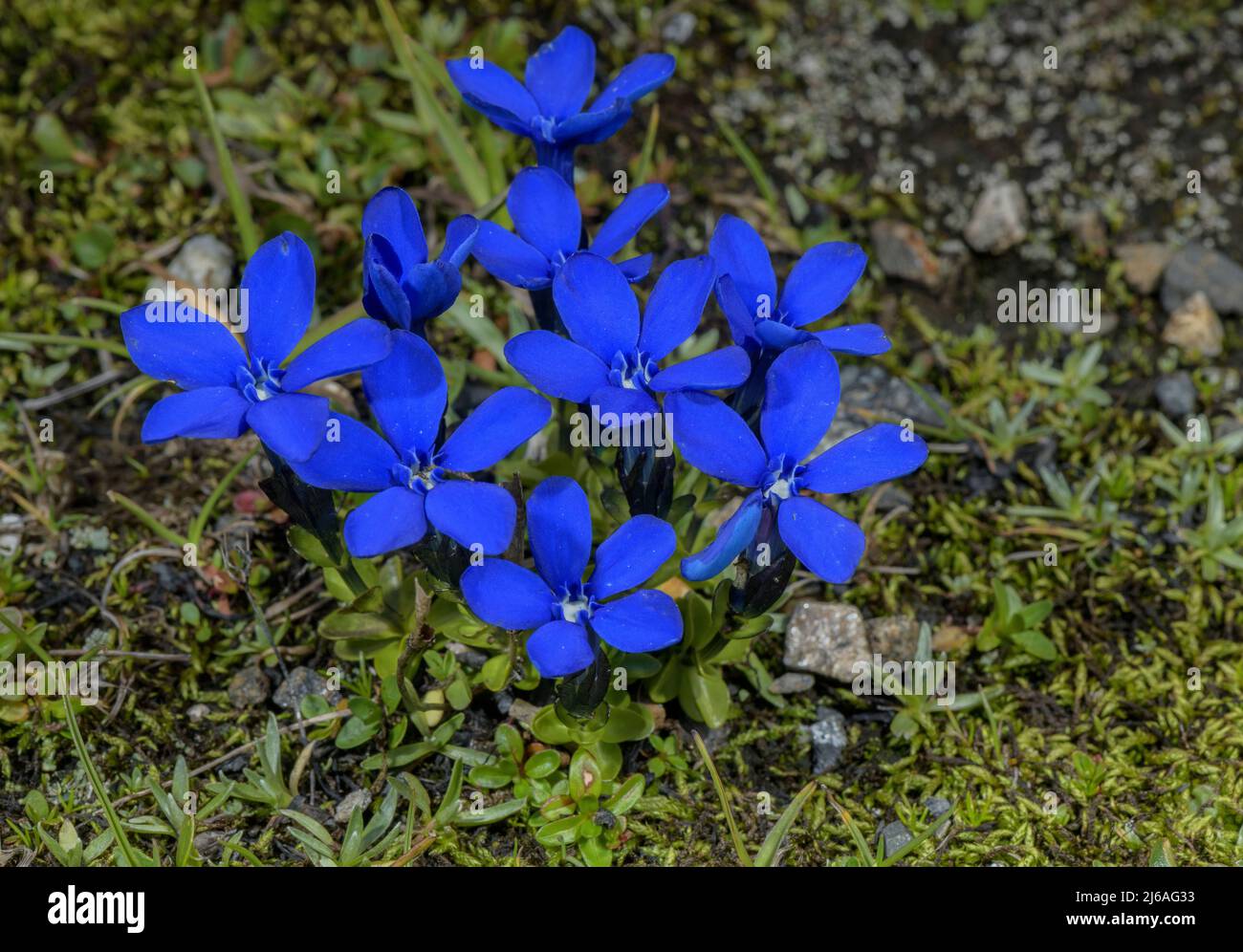 Bavarian Gentian, Gentiana bavarica, in flower in damp grassland ...