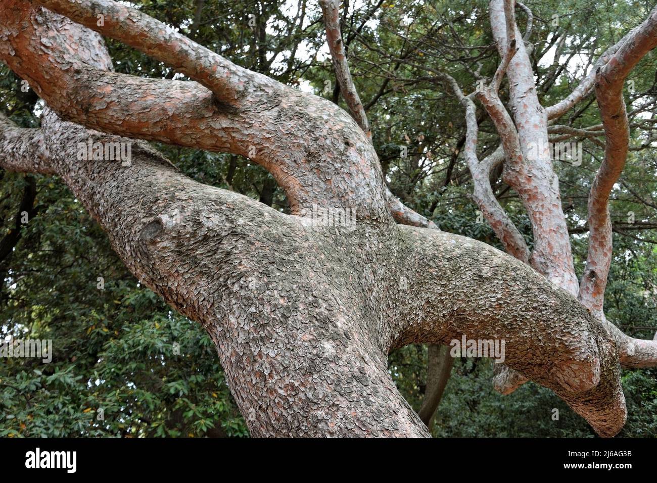 The trunk of a funny pine tree Stock Photo - Alamy