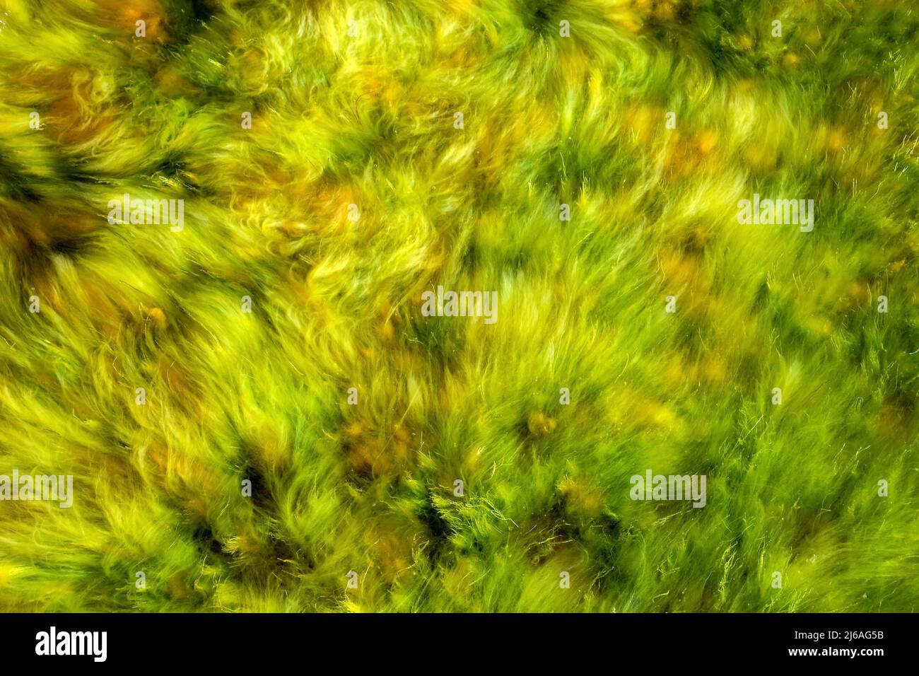 Wet seaweed as a background Stock Photo - Alamy