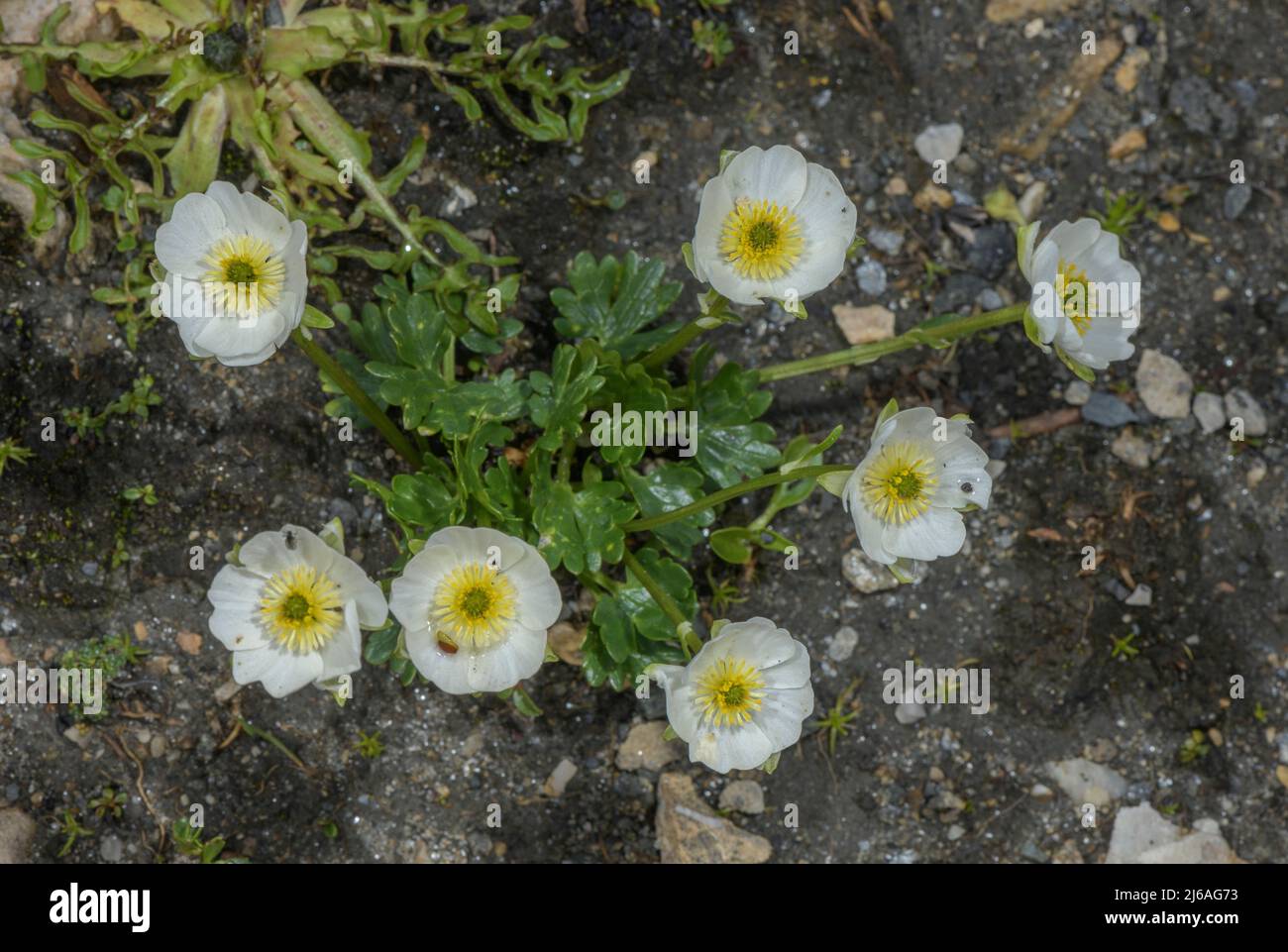 Alpine Buttercup, Ranunculus alpestris, in flower in acid rock crevice ...