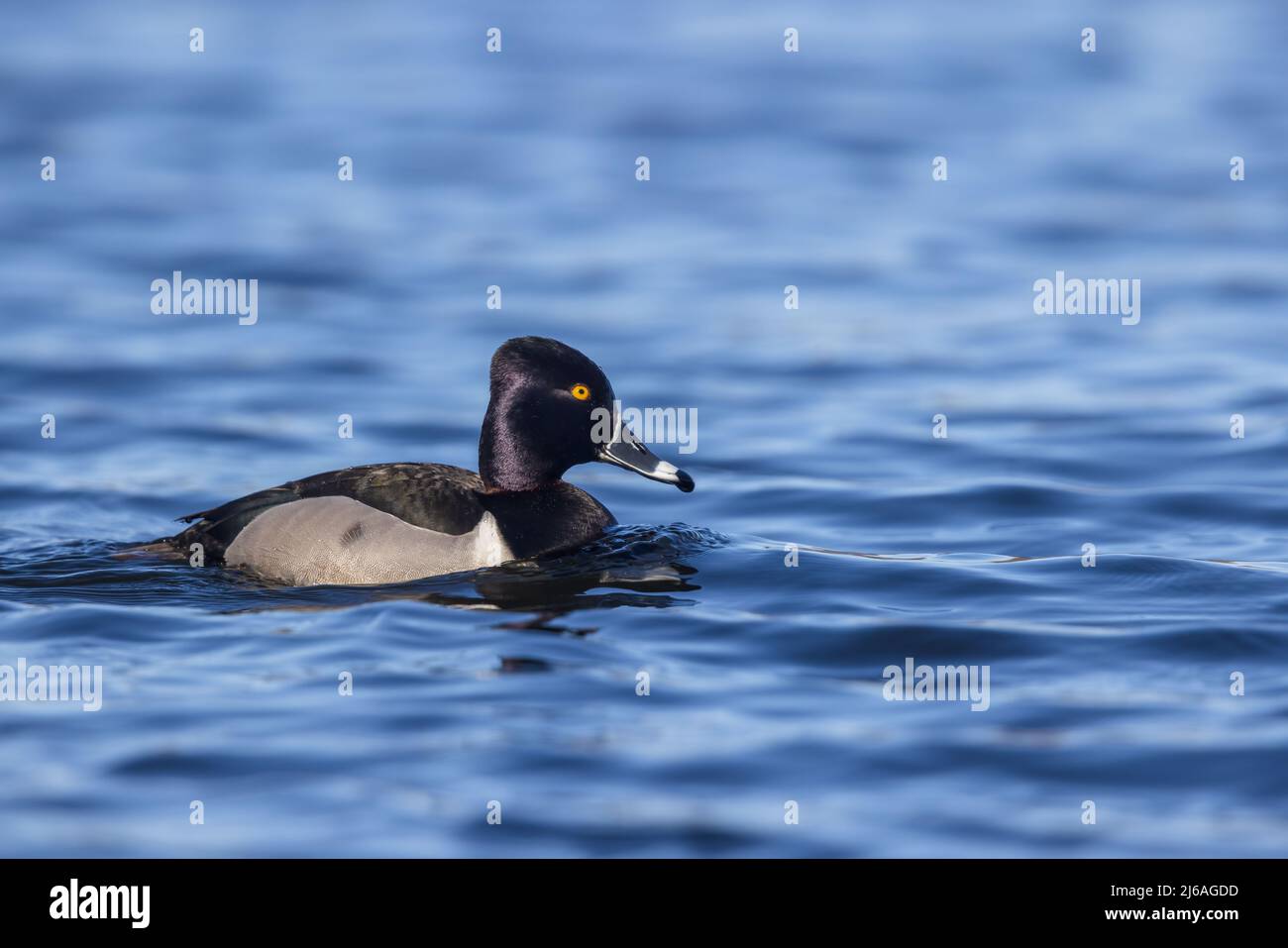 Ring-necked duck swimming in a wetland in northern Wisconsin Stock ...