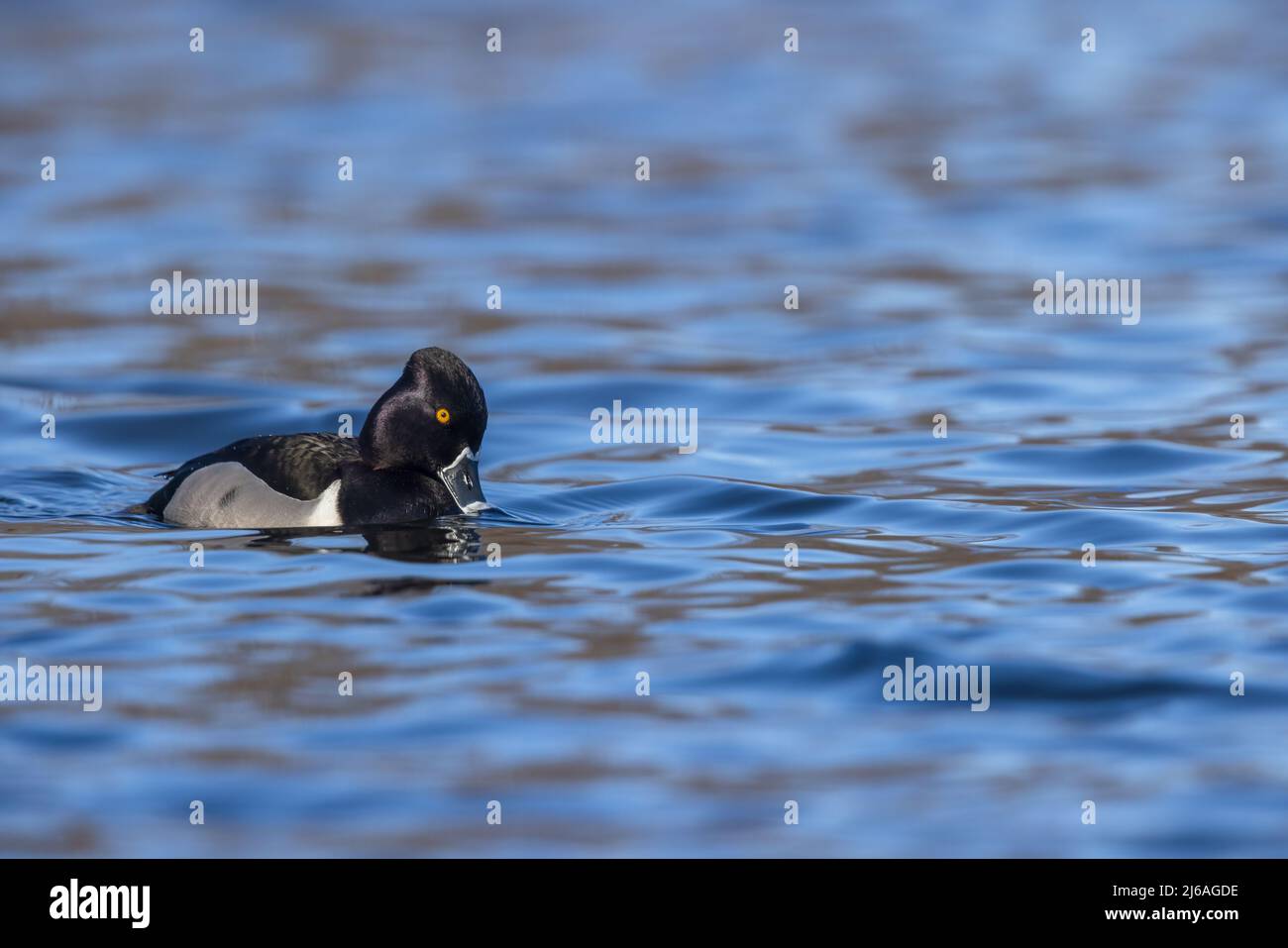 Ring-necked duck swimming in a wetland in northern Wisconsin Stock ...