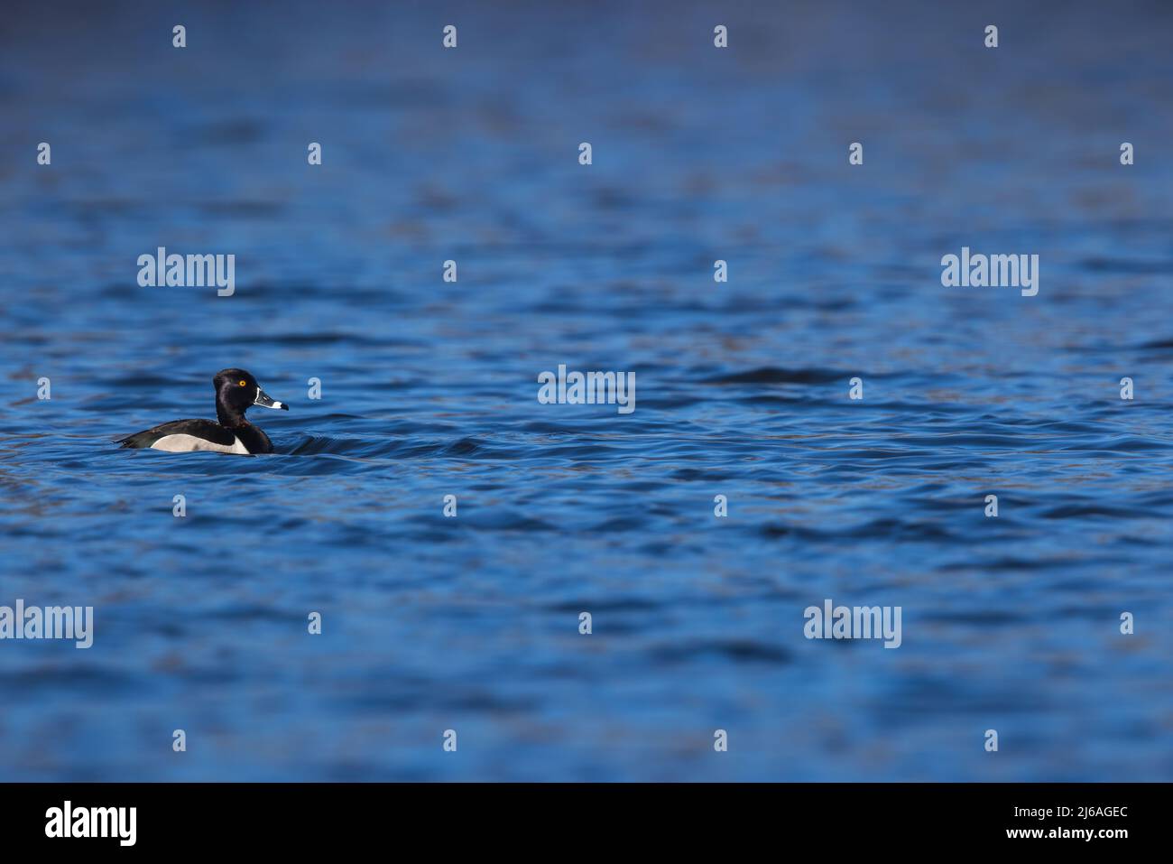 Ring-necked duck swimming in a wetland in northern Wisconsin Stock ...
