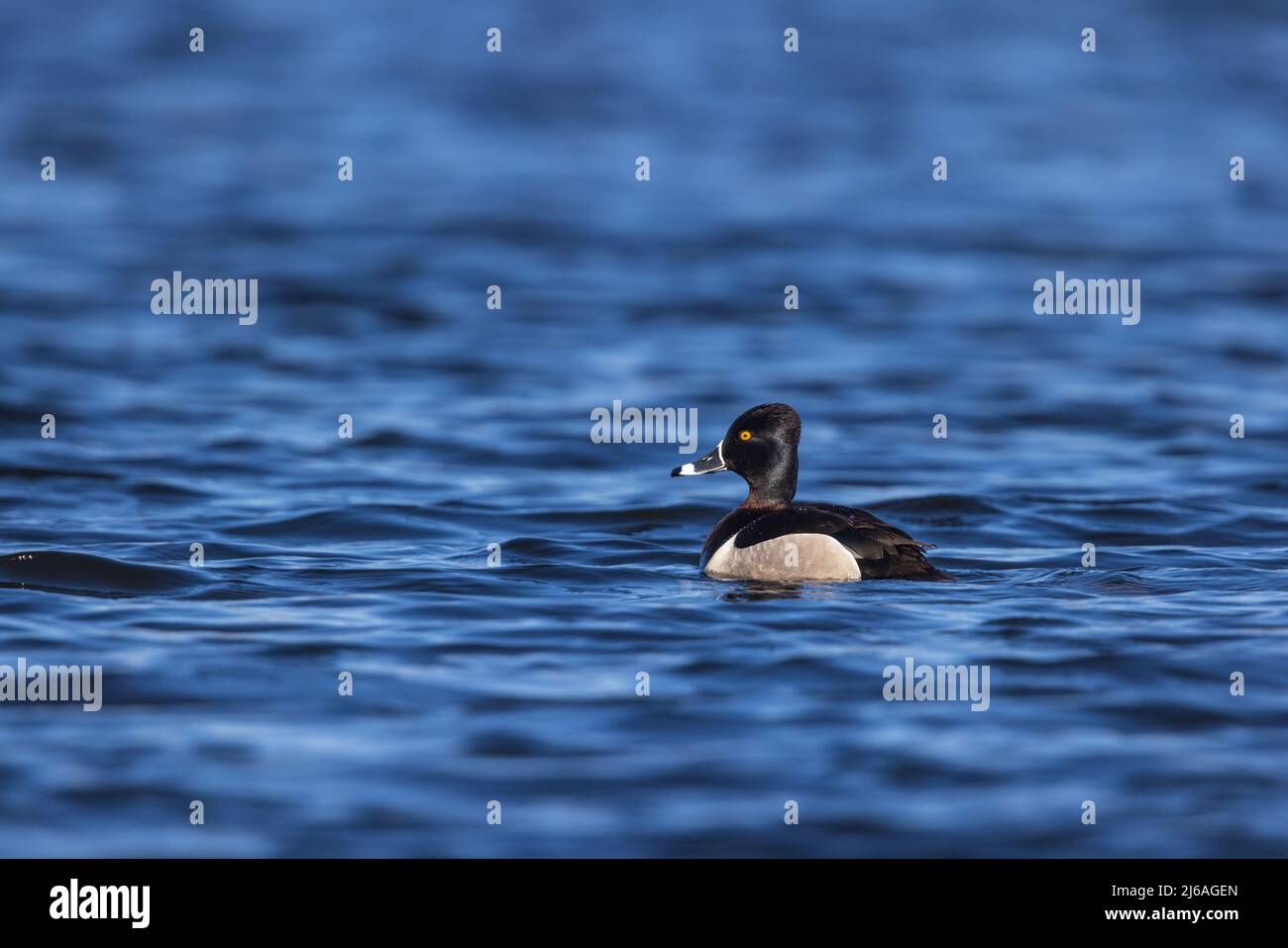 Ring-necked duck swimming in a wetland in northern Wisconsin Stock ...
