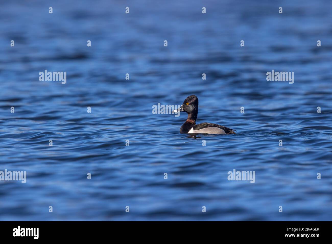 Ring-necked duck swimming in a wetland in northern Wisconsin Stock ...