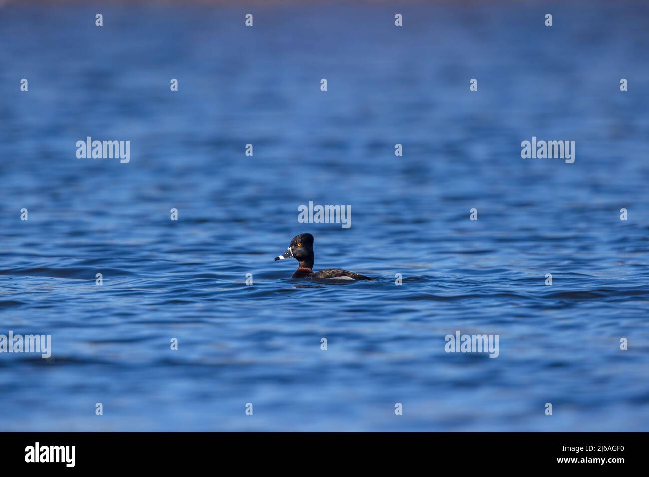 Ring-necked duck swimming in a wetland in northern Wisconsin Stock ...
