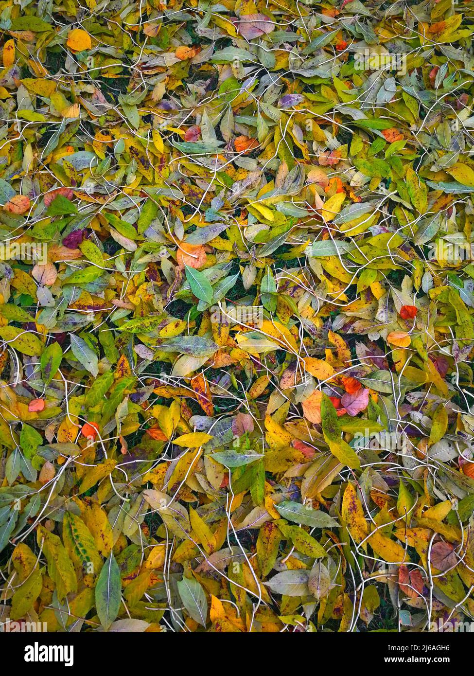 Colorful autumn leaves on the floor Stock Photo - Alamy