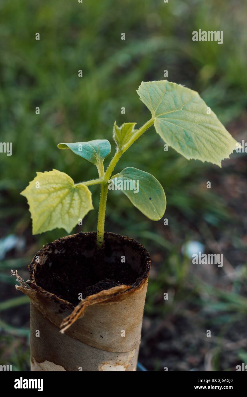 A small sprout of cucumber in a peat pot is ready for planting in the ...