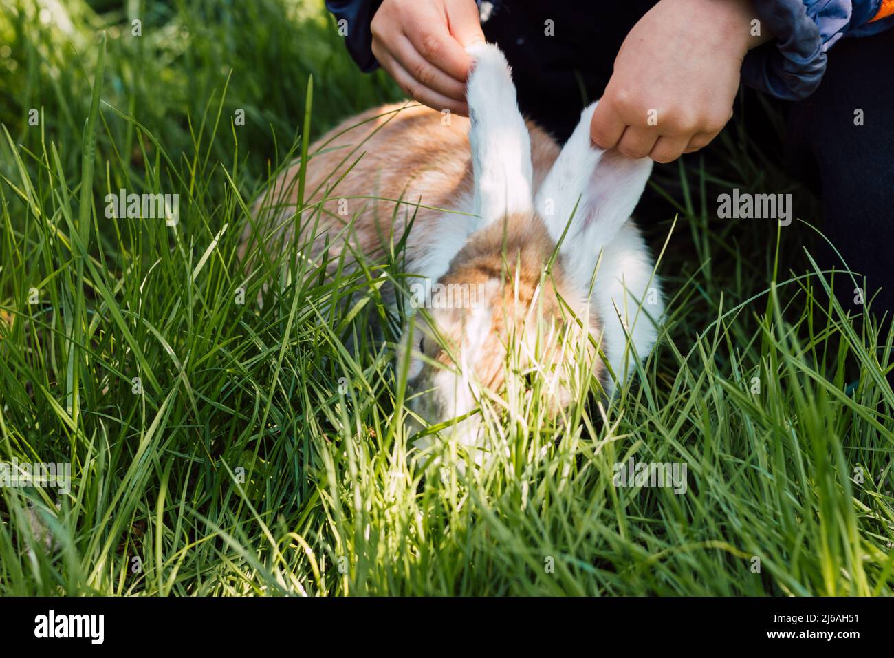 Baby's small hands hold the ears of a rabbit sitting in the grass Stock ...