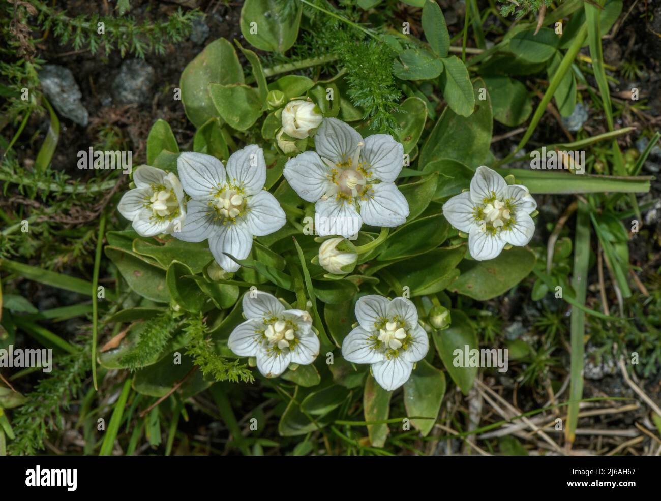 Grass-of-Parnassus, Parnassia palustris, in flower in damp mountain ...