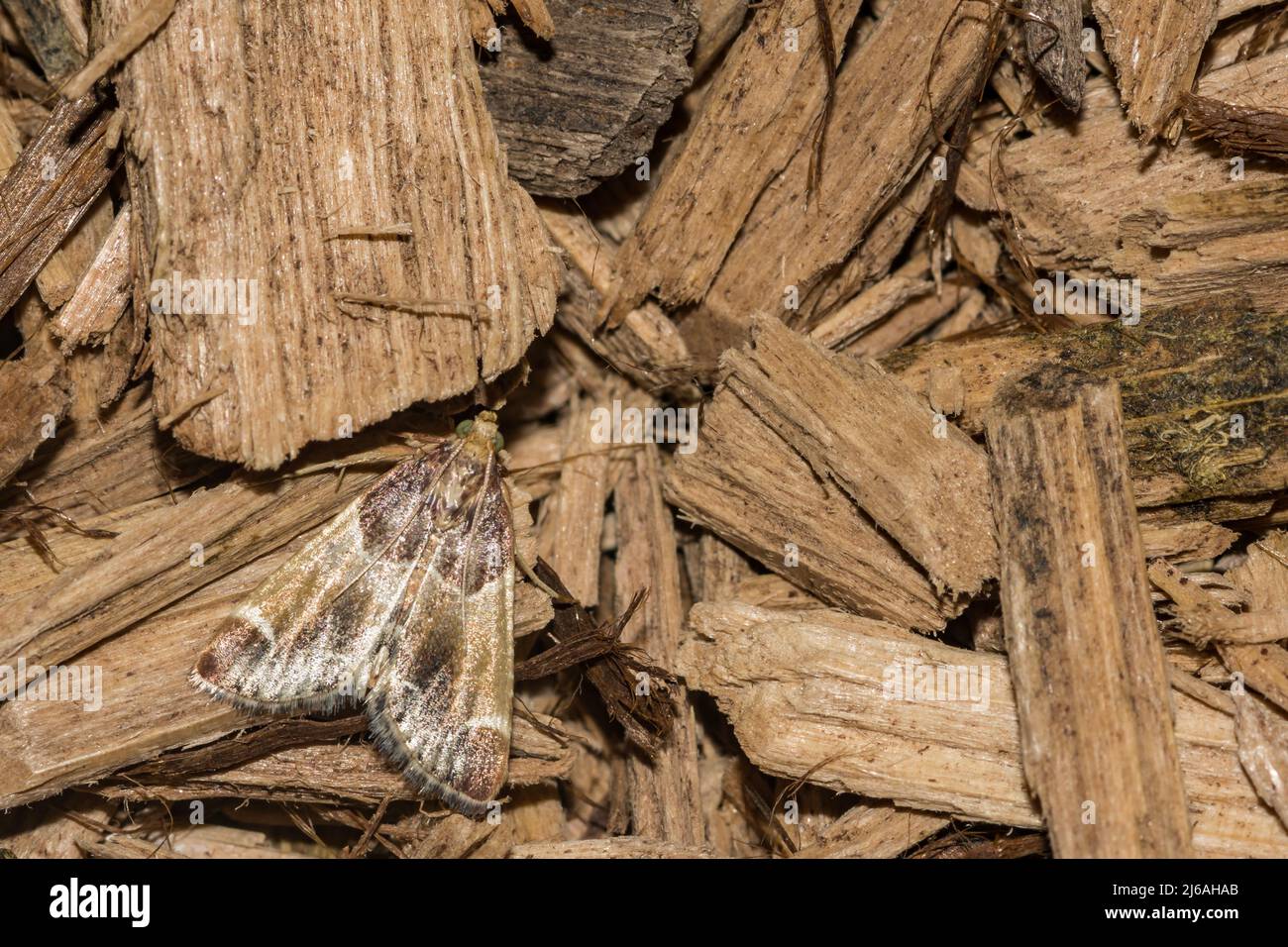 Meal Moth - Pyralis farinalis Stock Photo - Alamy