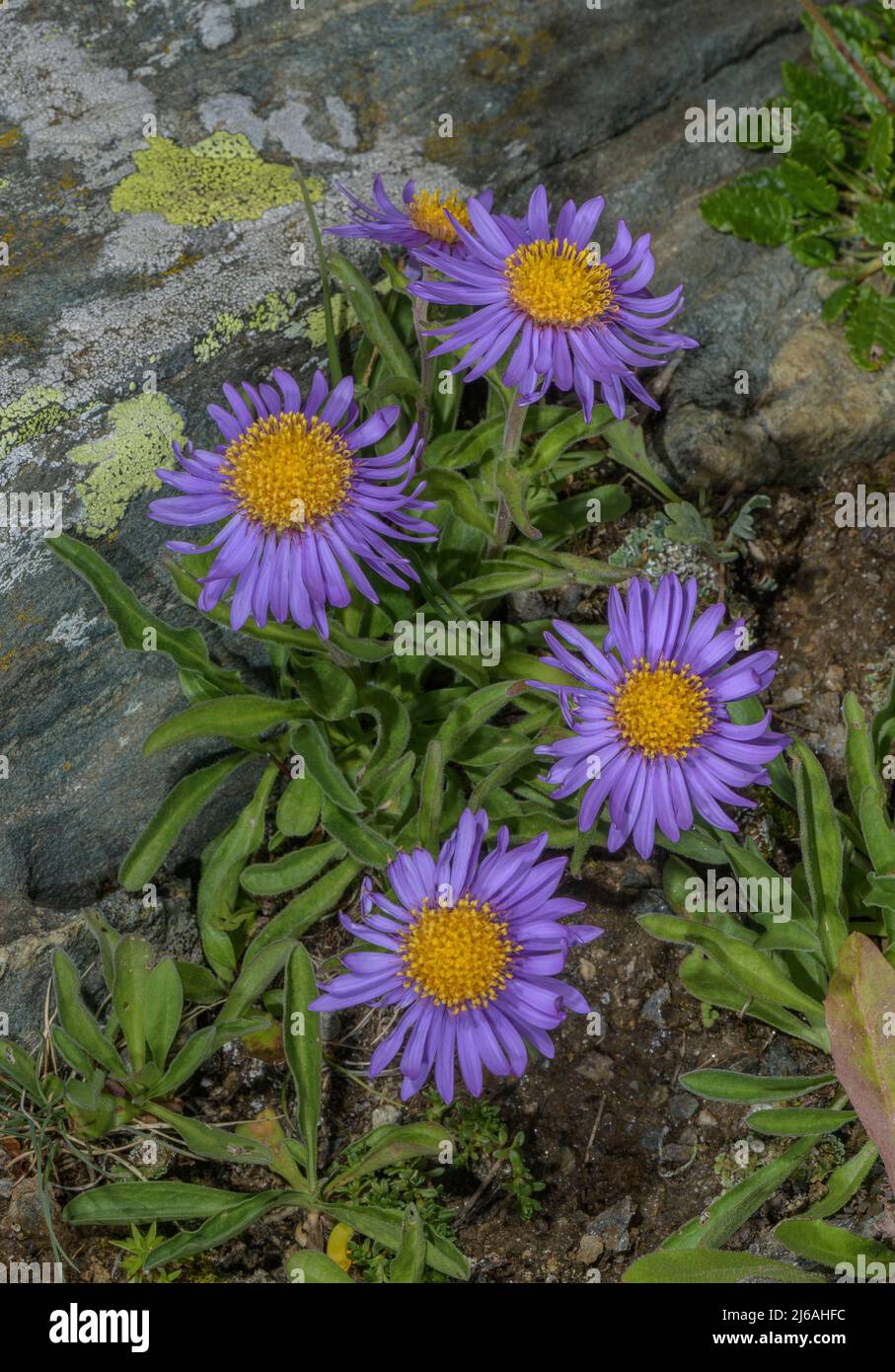 Aster alpines hi-res stock photography and images - Alamy