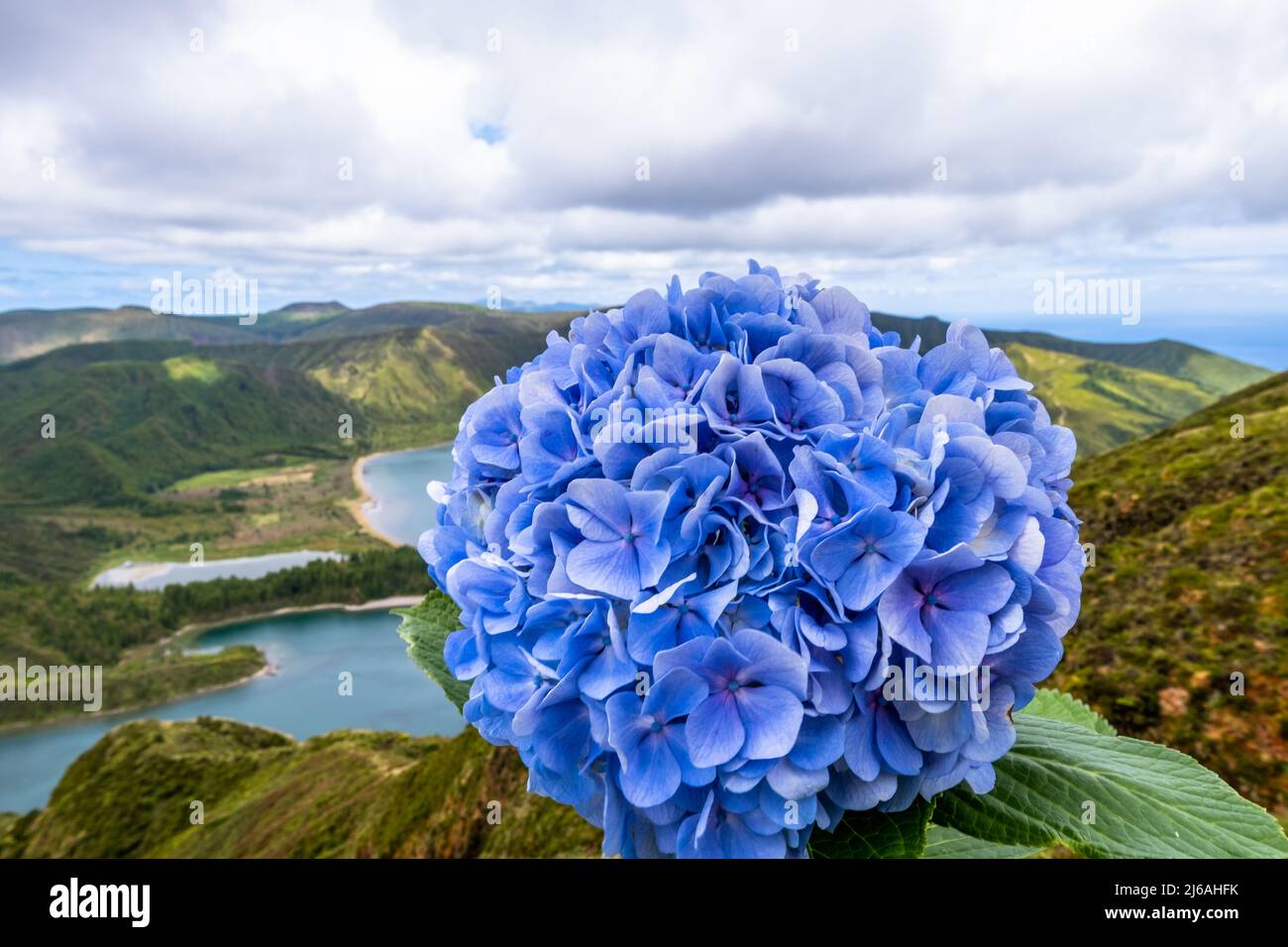 Blue Hydrangea flower, with the background the Fire Lake - Lagoa do ...