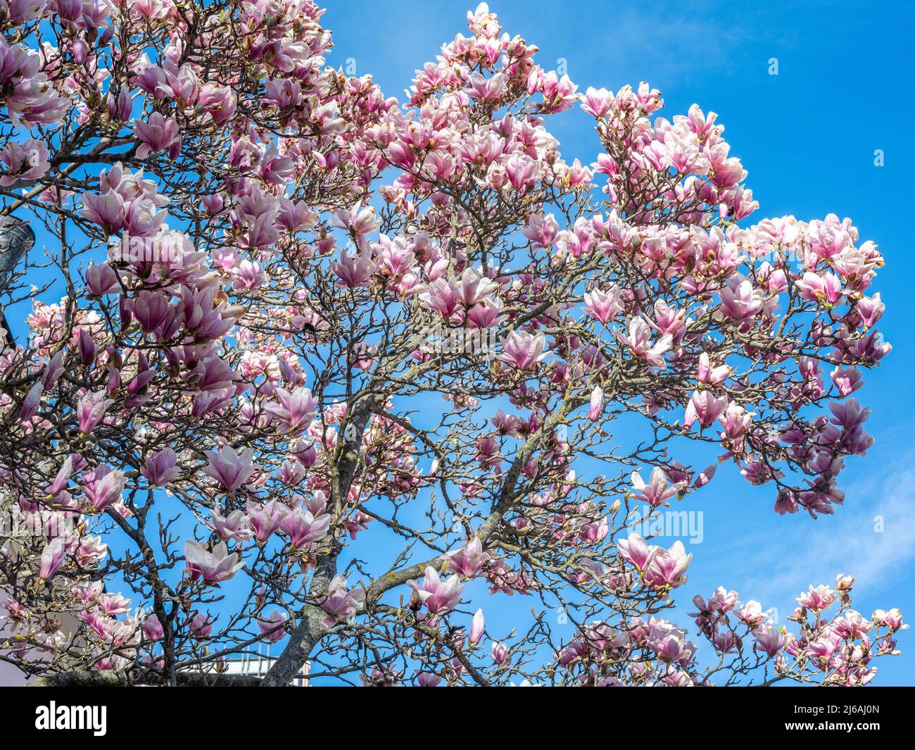 Flowering Magnolia in city park Stromparken during spring in Norrkoping ...