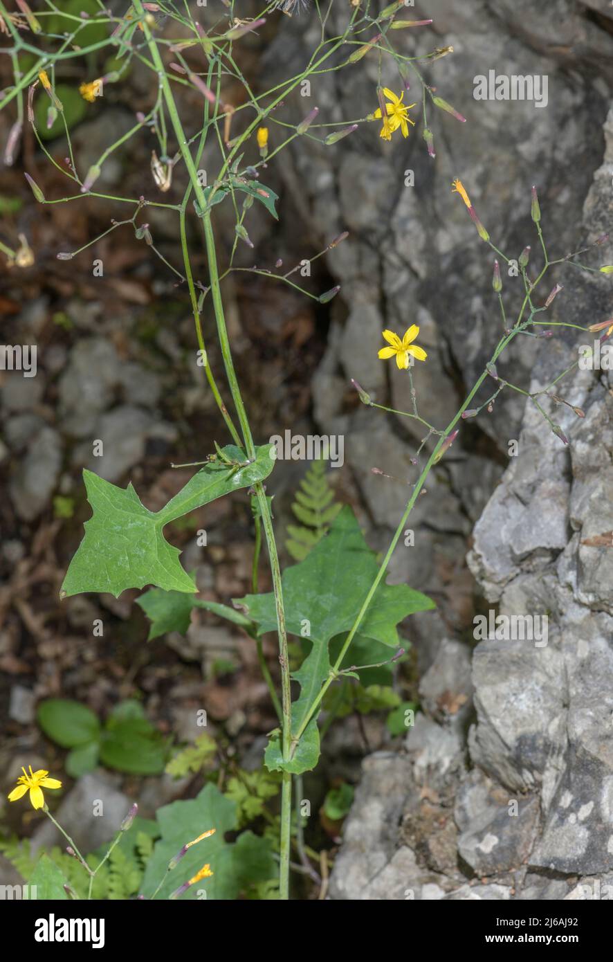 Wall lettuce, Mycelis muralis in flower on limestone cliff Stock Photo ...