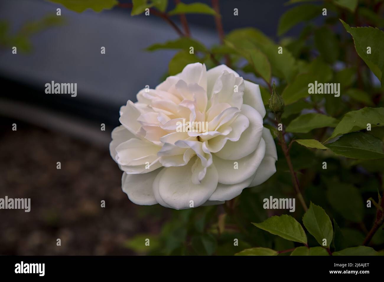 White rose seen up close Stock Photo - Alamy