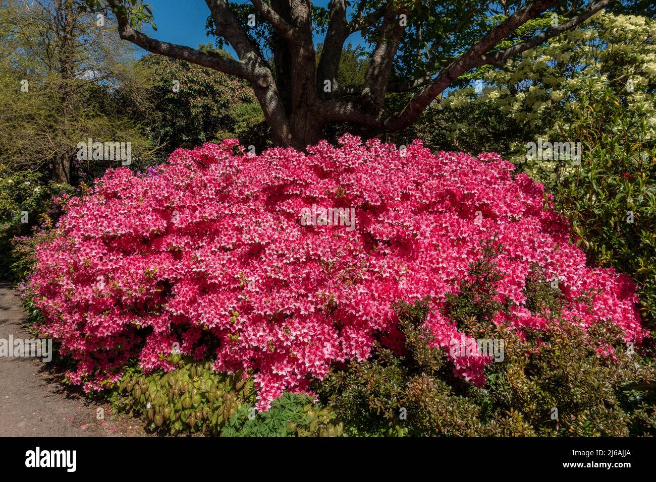 Borde hill garden spring hi-res stock photography and images - Alamy