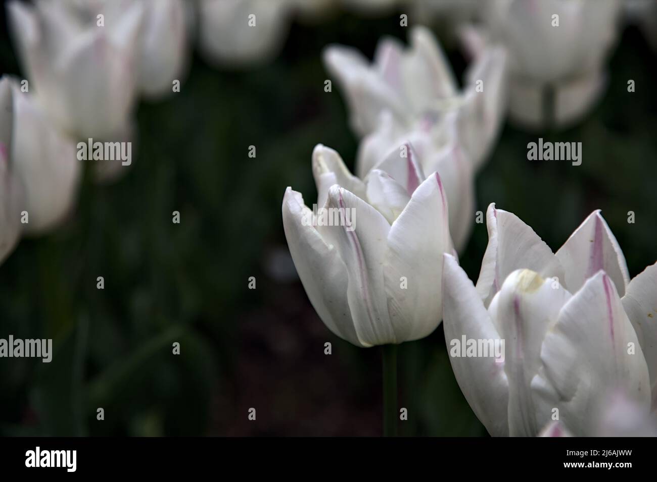 Almost all white hi-res stock photography and images - Alamy