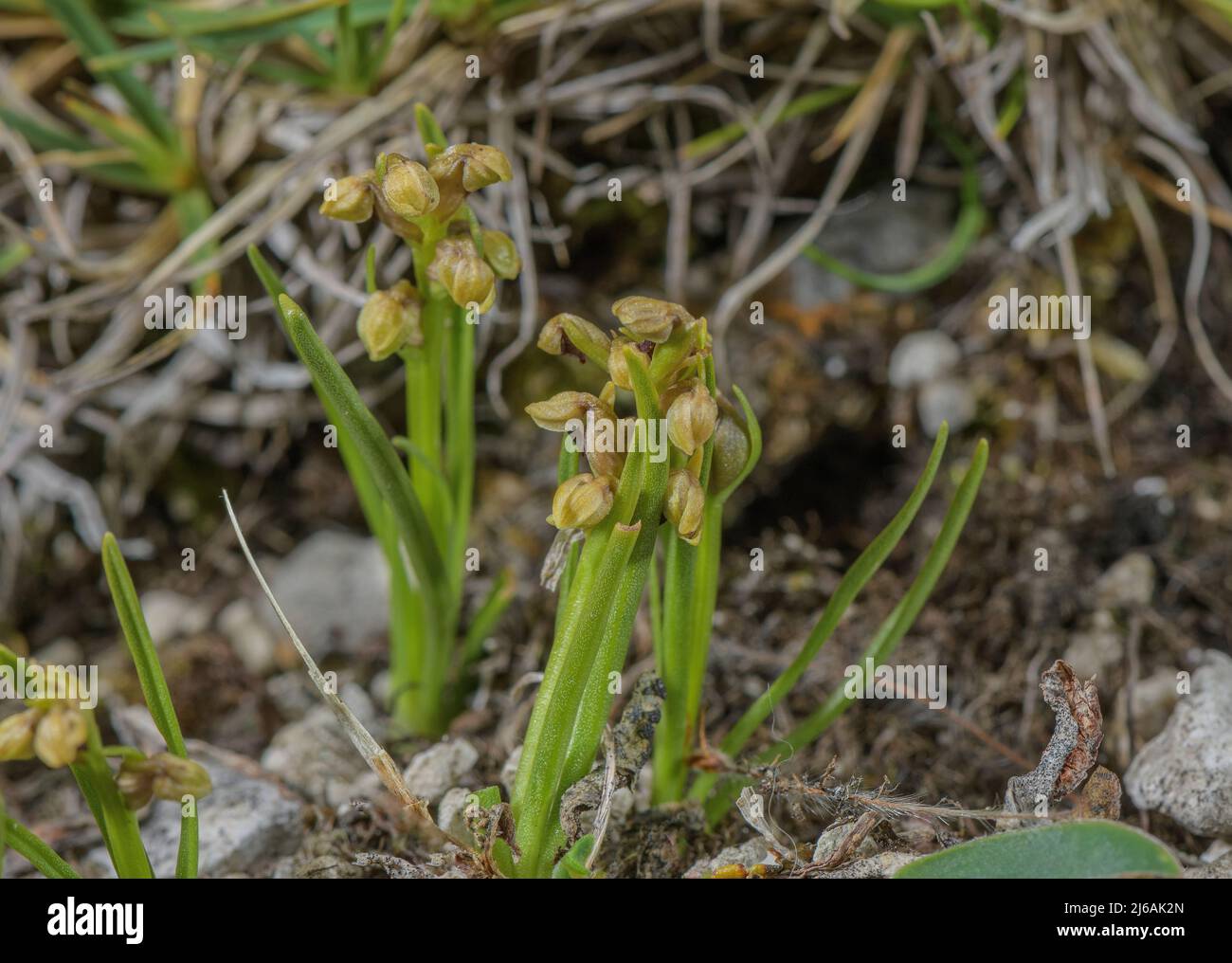 False musk orchid chamorchis alpina hi-res stock photography and images ...