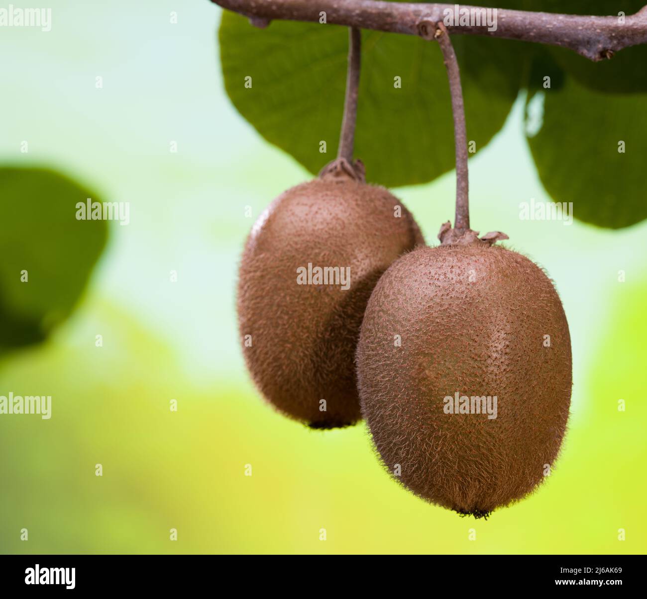 Kiwi harvest season. Close-up kiwi fruit. A garden full of trees and ...
