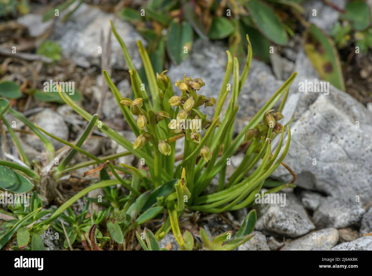 False musk orchid chamorchis alpina hi-res stock photography and images ...