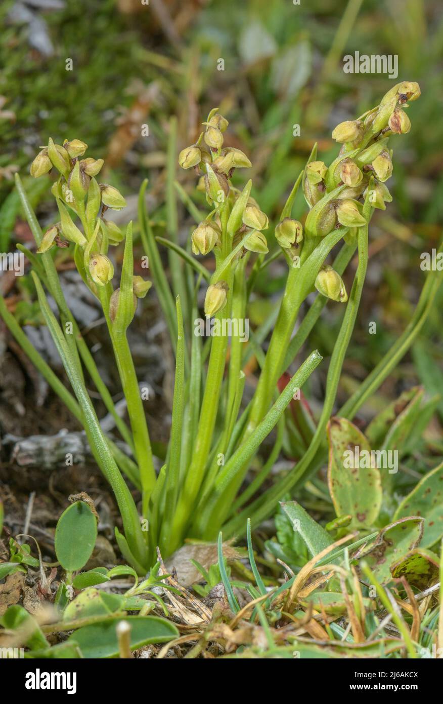 False musk orchid chamorchis alpina hi-res stock photography and images ...
