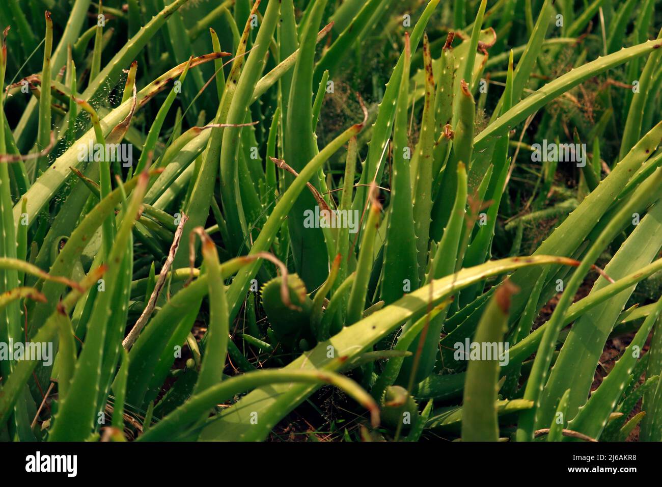 aloe vera plant a member of the Asphodelaceae family Stock Photo - Alamy
