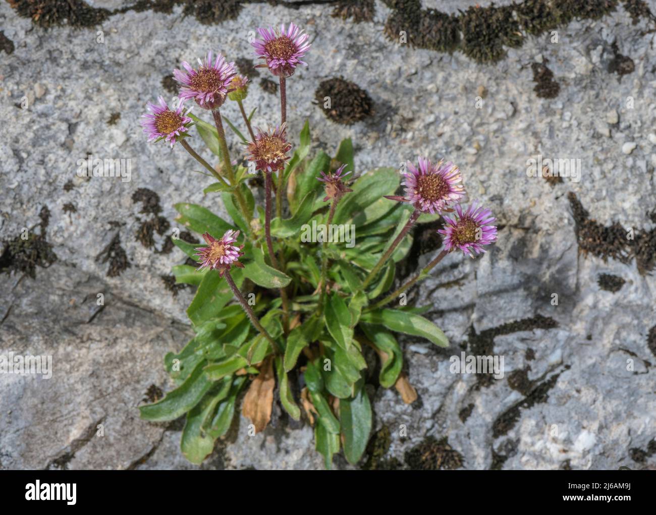 Variable fleabane hi-res stock photography and images - Alamy