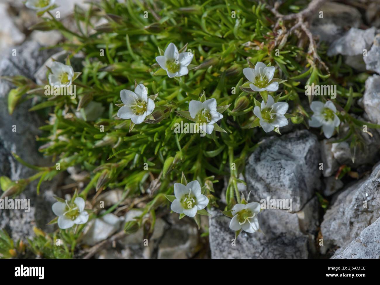 Minuartia verna subsp collina hi-res stock photography and images - Alamy