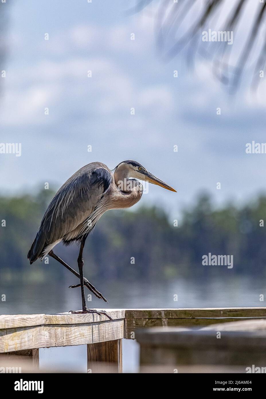 Great blue herons along lake hancock at Circle B Bar reserve Stock ...