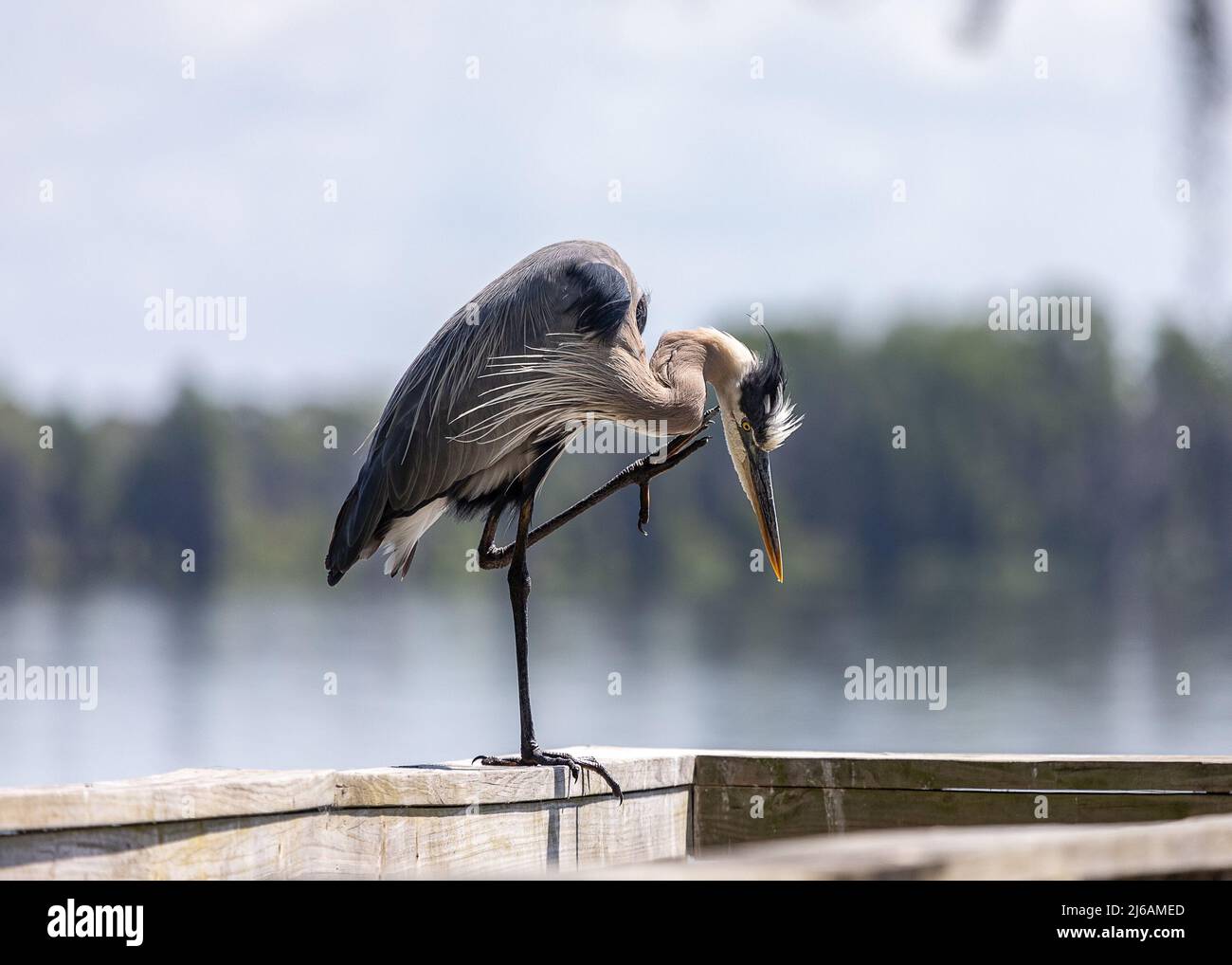 Great blue heron preening on the railing of the boardwalk along the ...